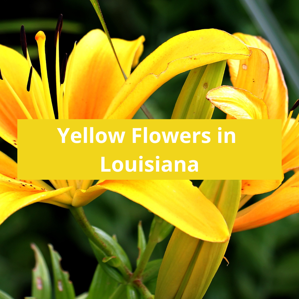 Page 4 – Floriography the Secret Language of Flowers