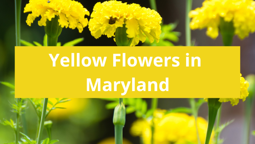 Yellow Flowers in Maryland