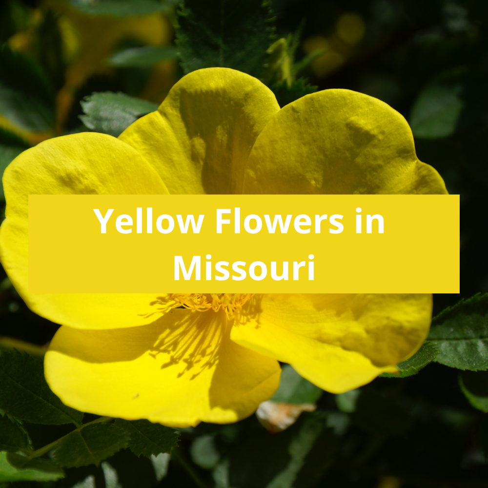 Yellow Flowers in Missouri