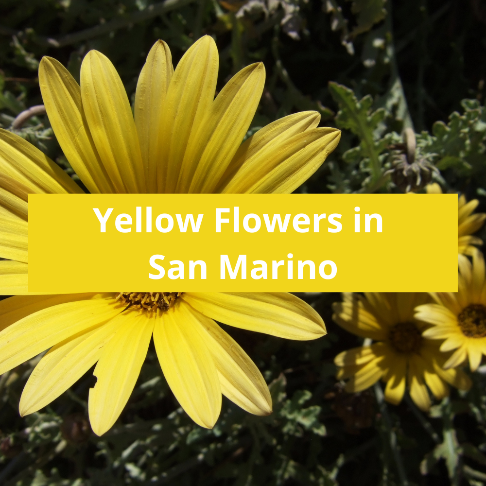 Yellow Flowers in San Marino