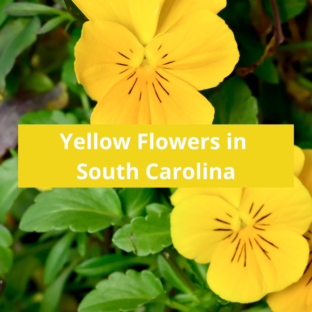 Yellow Flowers in South Carolina