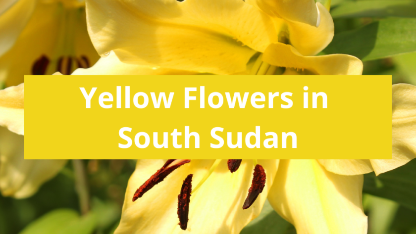 Yellow Flowers in South Sudan