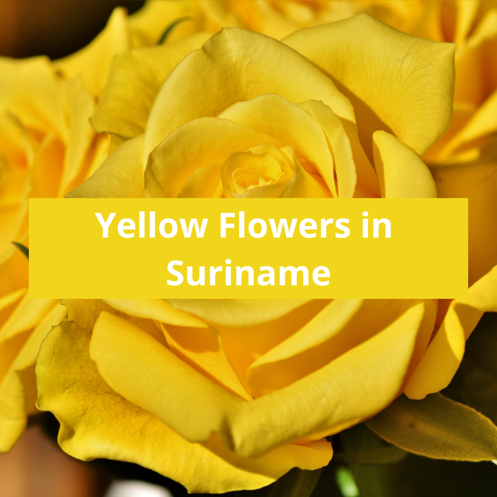 Yellow Flowers in Suriname
