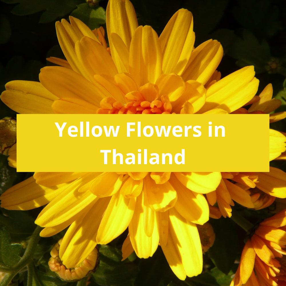 Yellow Flowers in Thailand