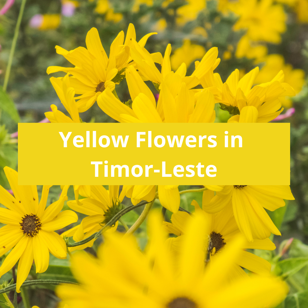 Yellow Flowers in Timor-Leste