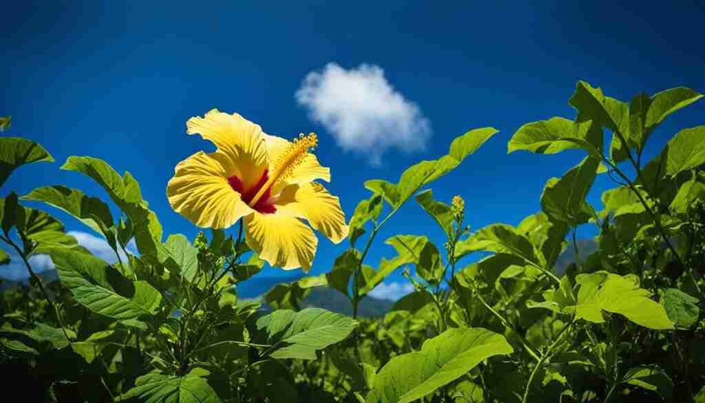Yellow Flowers in Haiti